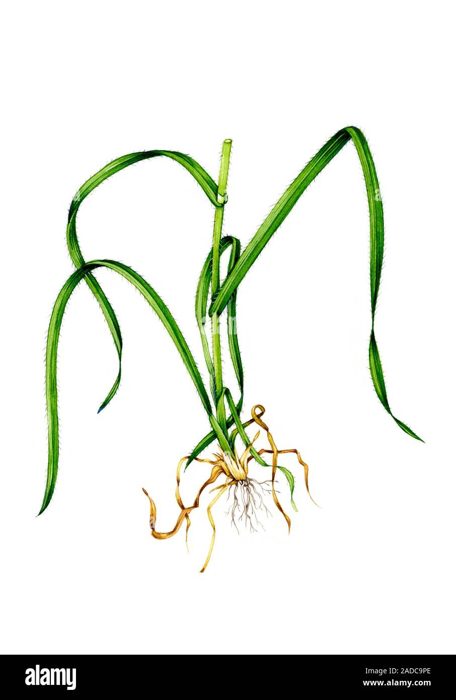 Hairy wood brome (Bromopsis ramosa), illustration Stock Photo - Alamy