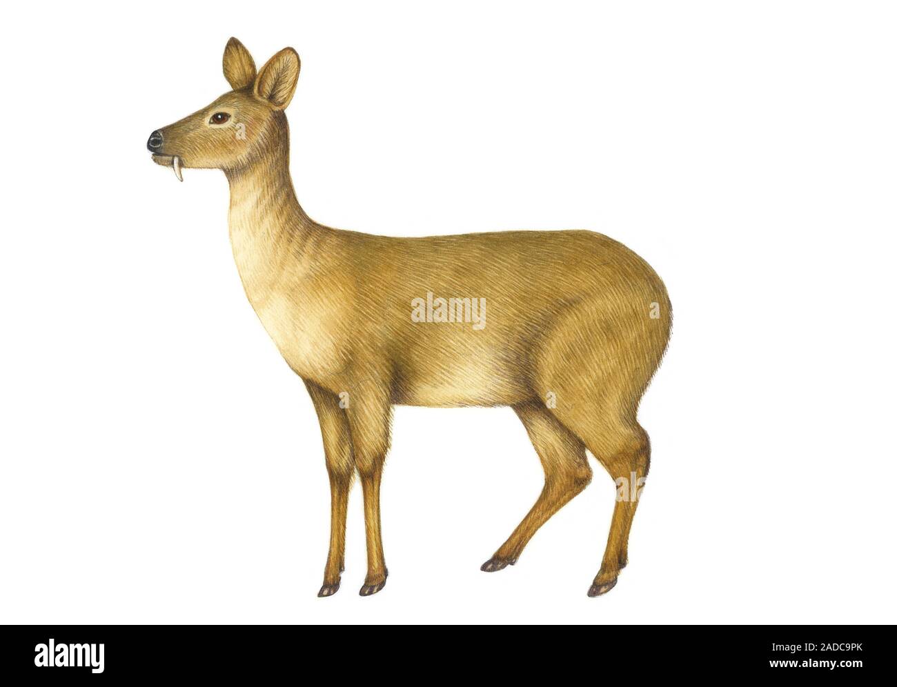 Chinese water deer (Hydropotes inermis). Illustration of a Chinese ...