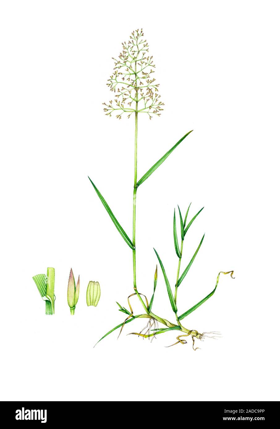 Common bent (Agrostis capillaris). Illustration showing the leaves ...