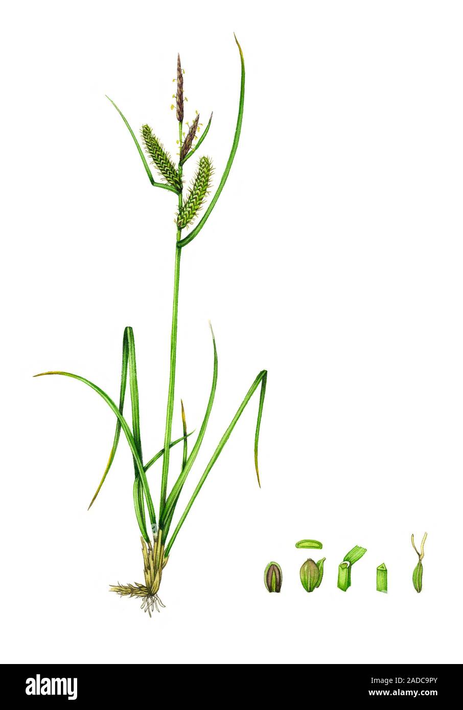 Common sedge (Carex nigra). Illustration showing the leaves, stem and ...