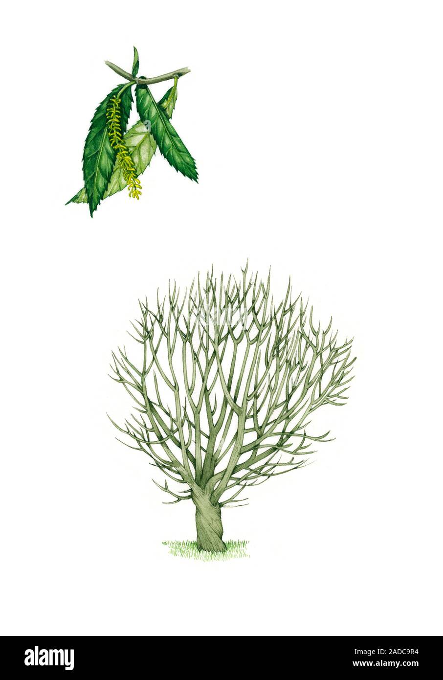 Crack willow (Salix fragilis). Illustration of a crack willow tree ...