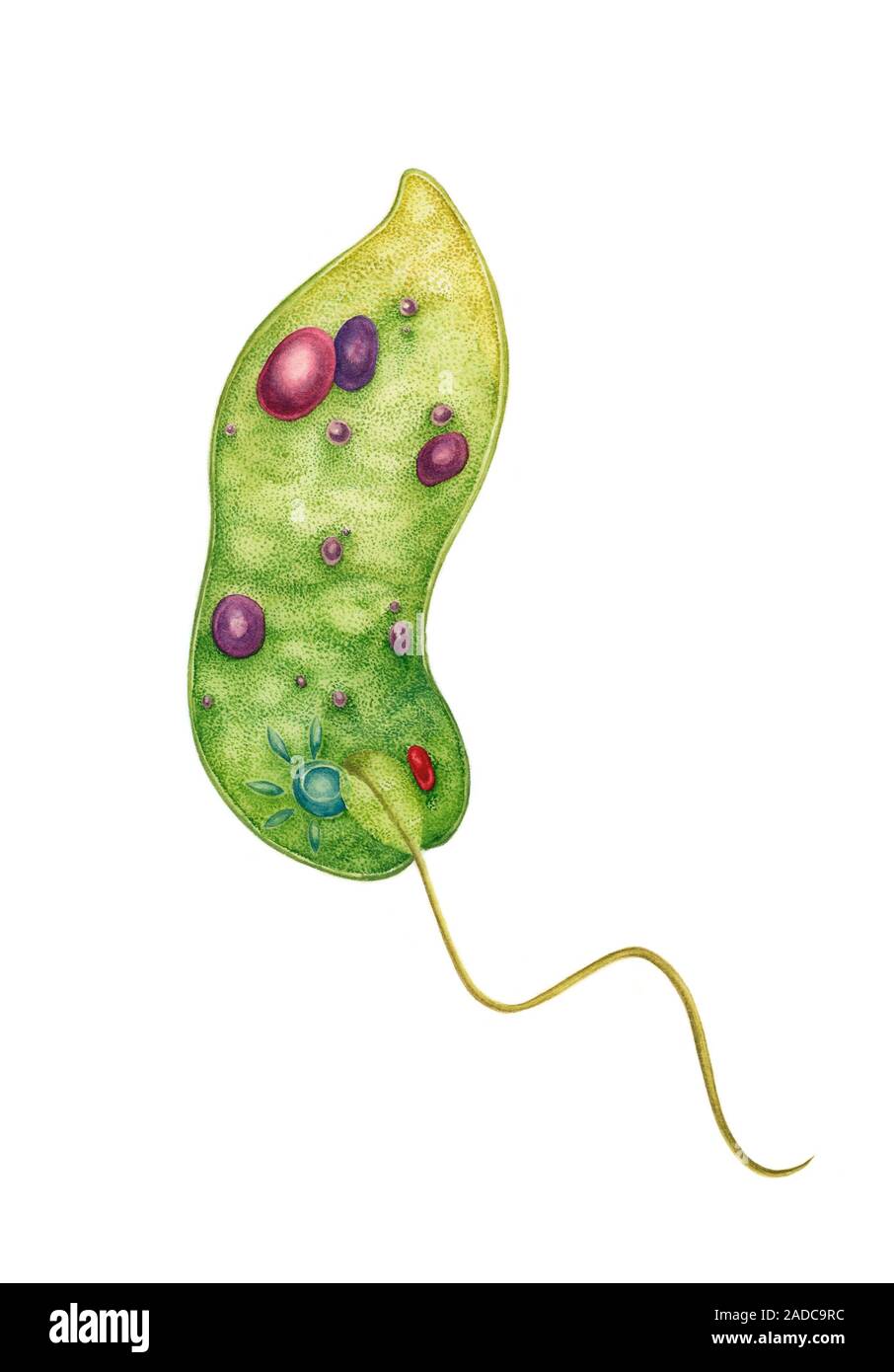 Euglena flagellate protozoan. Illustration a single Euglena sp ...