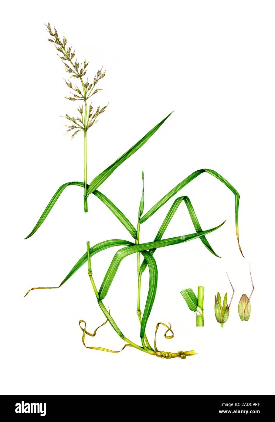False oat-grass (Arrhenatherum elatius). Illustration showing the ...