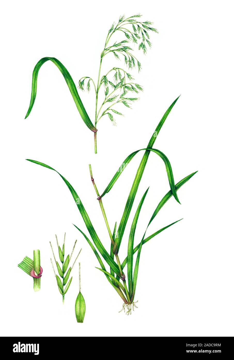 Giant fescue (Festuca gigantea). Illustration showing the leaves, stem ...