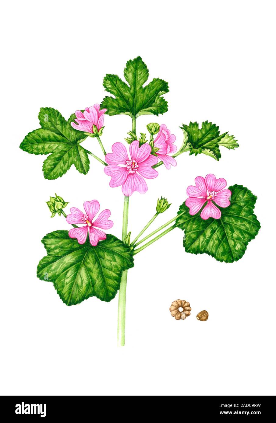 Mallow (Malva sylvestris) in flower, illustration Stock Photo - Alamy