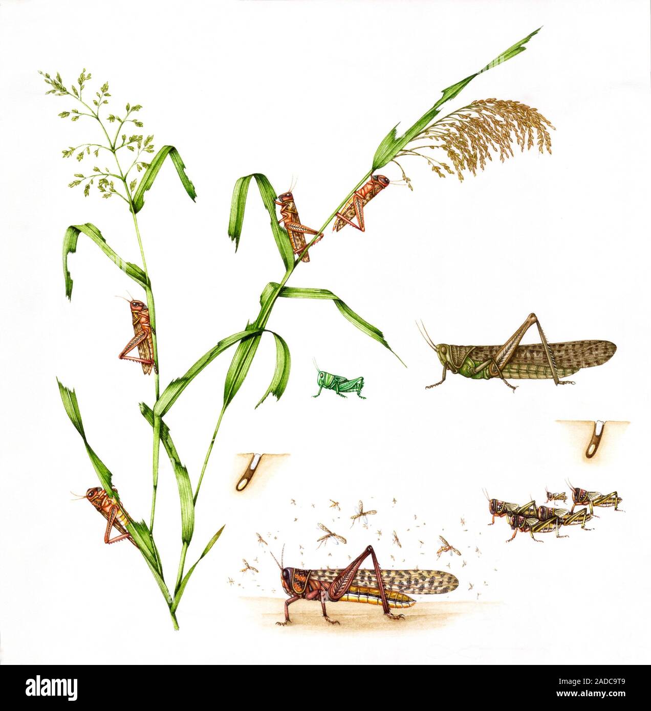 Migratory locust life-cycle. Illustration showing the life-cycle of a ...