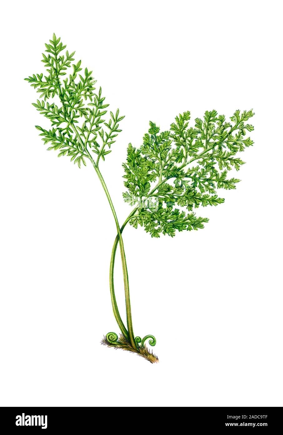 Parsley fern (Cryptogramma crispa), illustration Stock Photo - Alamy