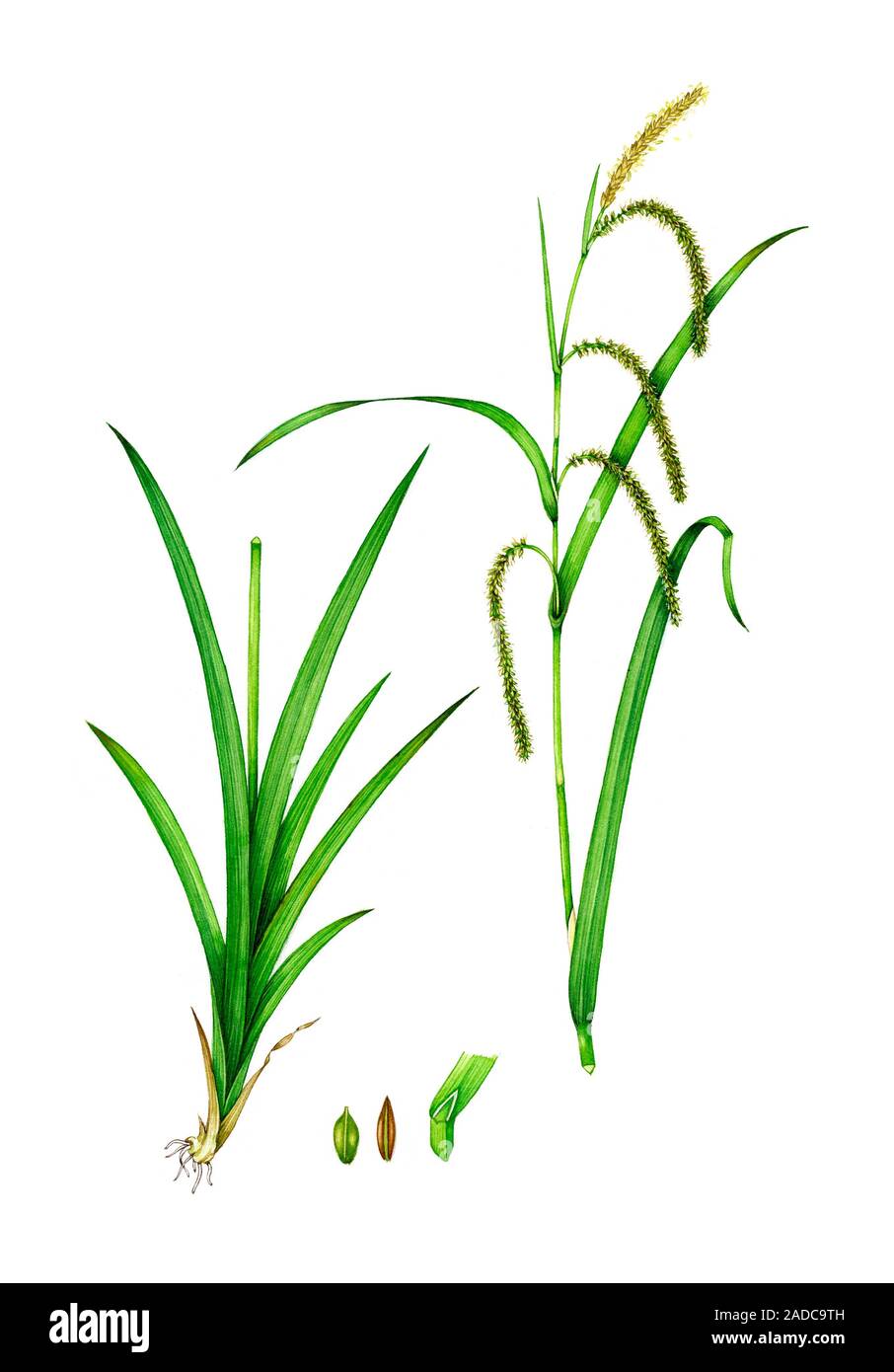 Pendulous sedge (Carex pendula). Illustration showing the leaves, stem ...
