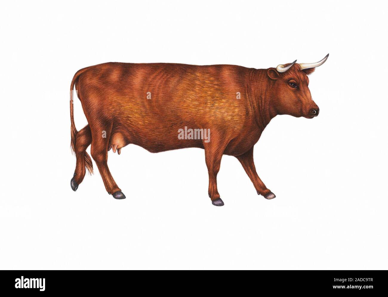 Devon cow, illustration. The Devon, or Devon ruby, is an ancient breed ...