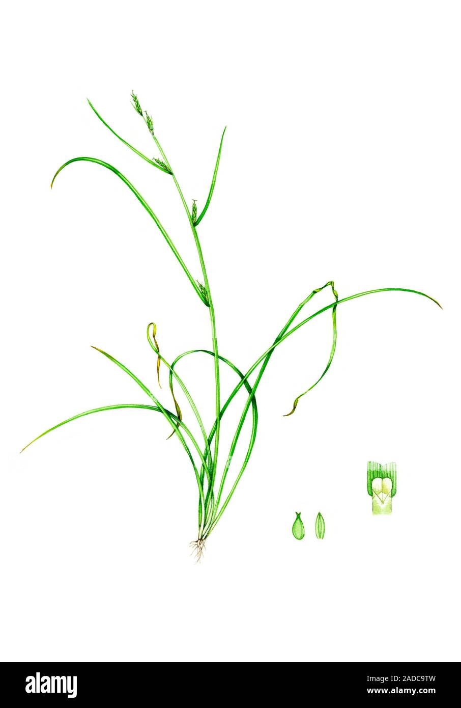 Remote sedge (Carex remota). Illustration showing the leaves, stem and ...