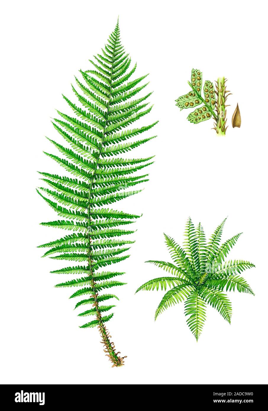 Scaly male fern (Dryopteris affinis). Illustration showing the fronds ...