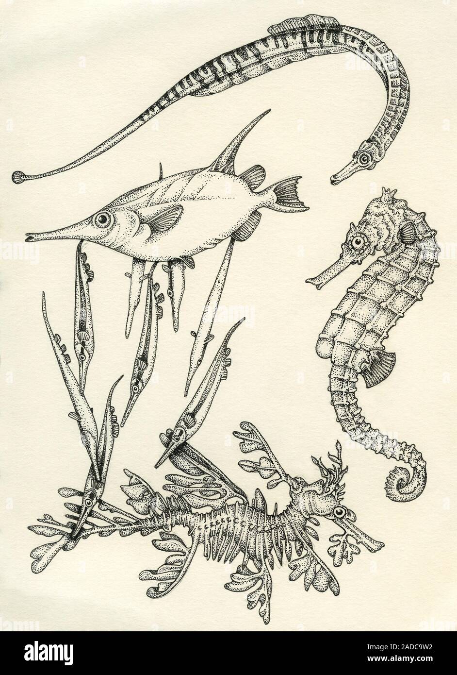 Syngnathidae fish. Illustration showing types of fish from the ...
