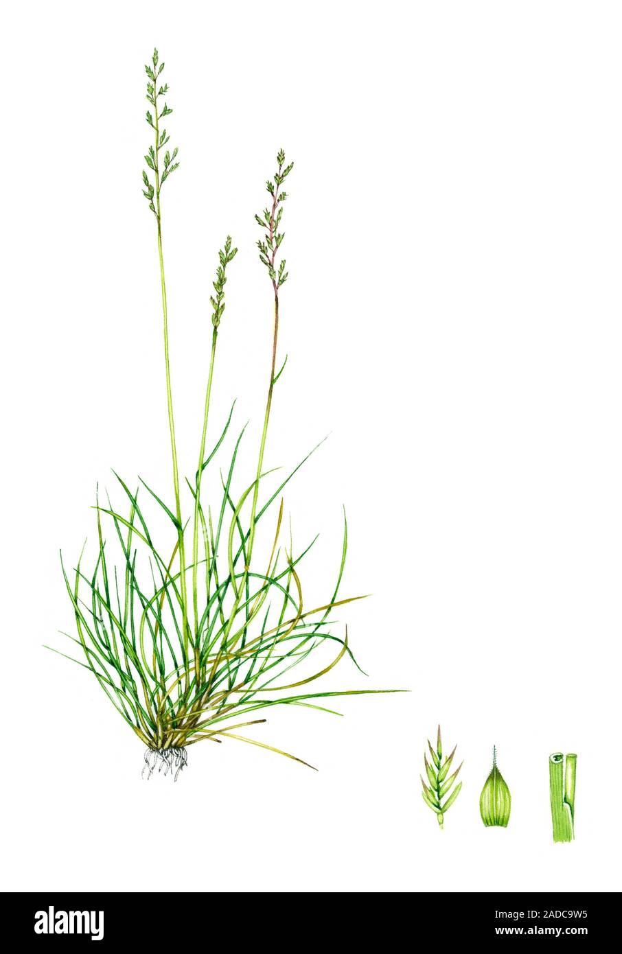 Sheep's fescue (Festuca ovina). Illustration showing the leaves, stem ...