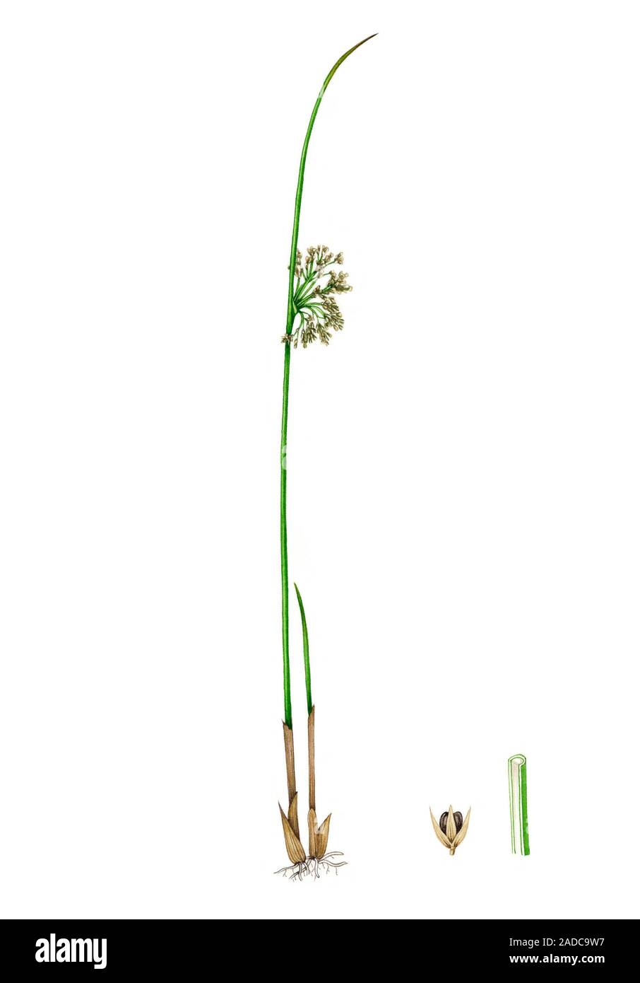 Soft rush (Juncus effusus). Illustration showing the leaves, stem and ...