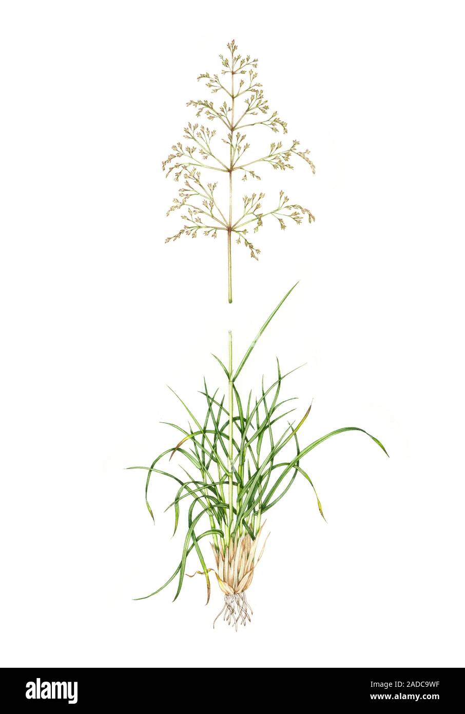 Tufted hair-grass (Deschampsia caepitosa). Illustration showing the ...