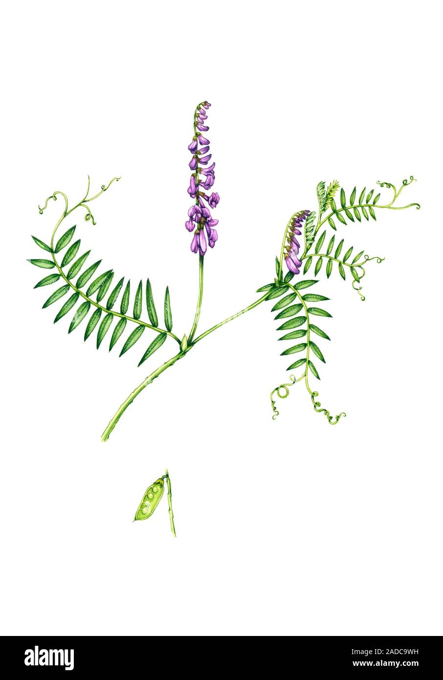 Tufted vetch (Vicia cracca). Illustration showing the leaves (green ...