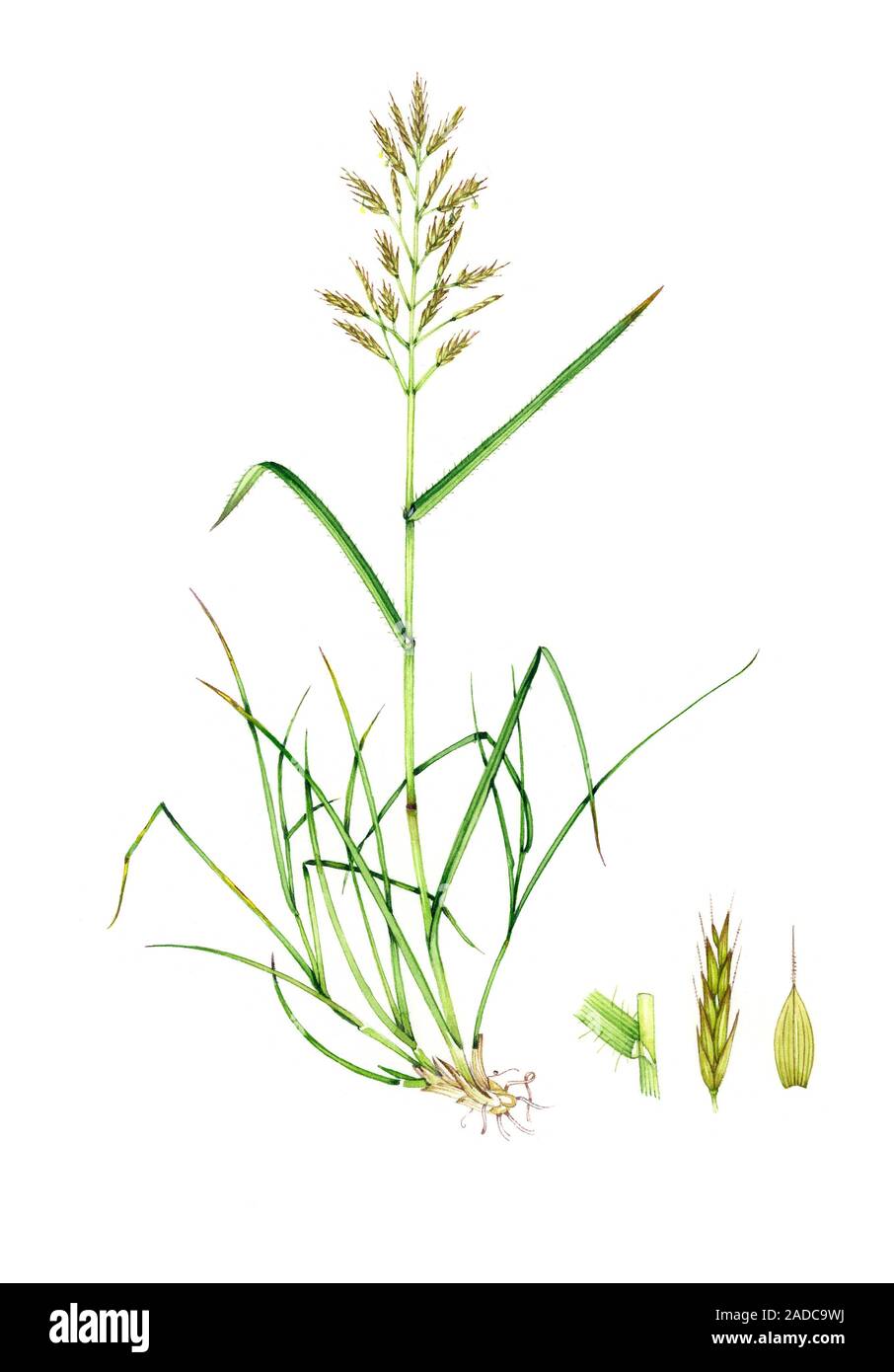 Upright brome (Bromus erectus). Illustration showing the leaves ...