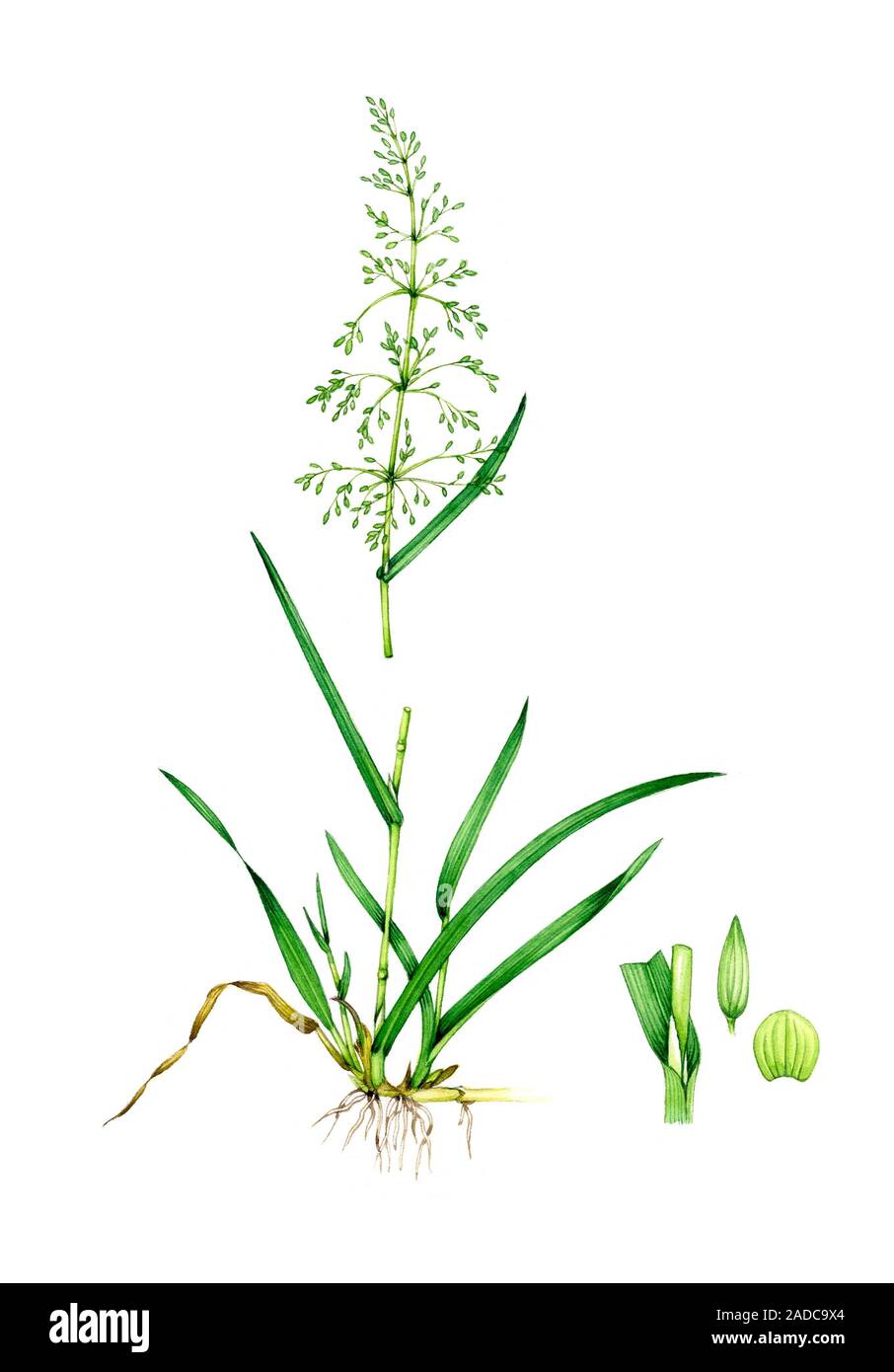 Wood millet (Milium effusum). Illustration showing the leaves, stem and flowers of a wood millet ...