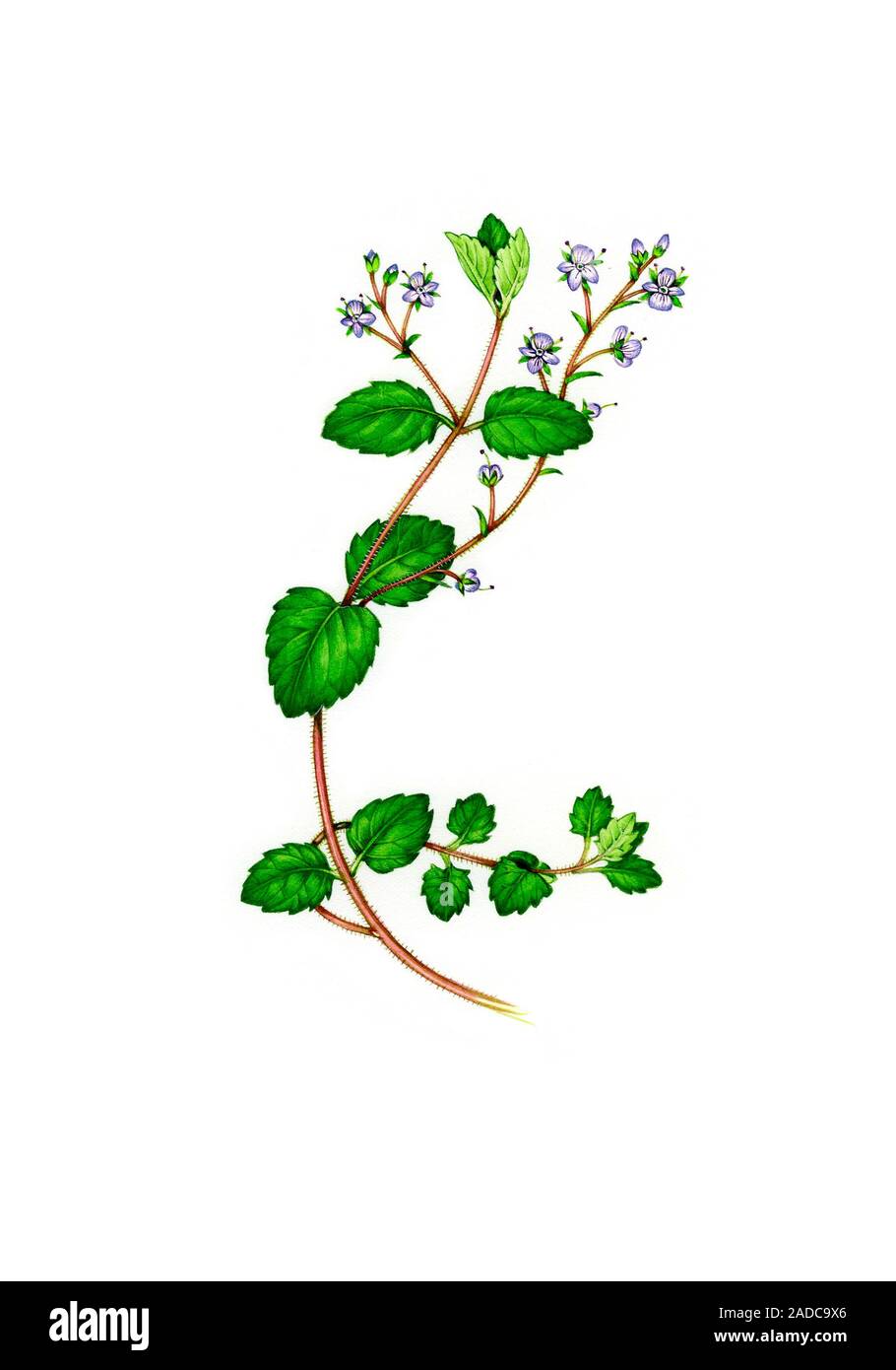 Wood speedwell (Veronica montana) in flower, illustration Stock Photo ...