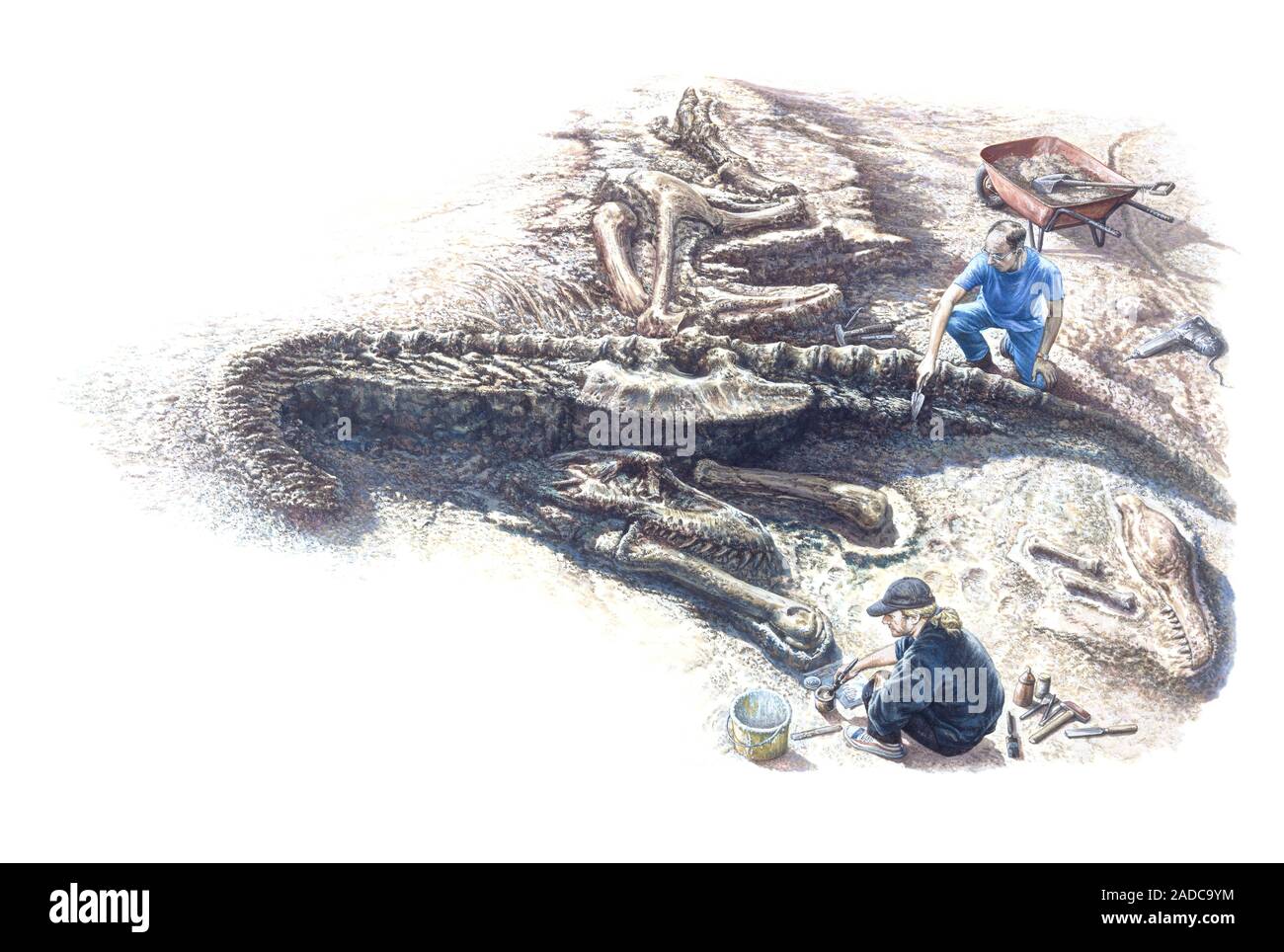 Dinosaur fossil excavation. Illustration of palaeontologists excavating ...