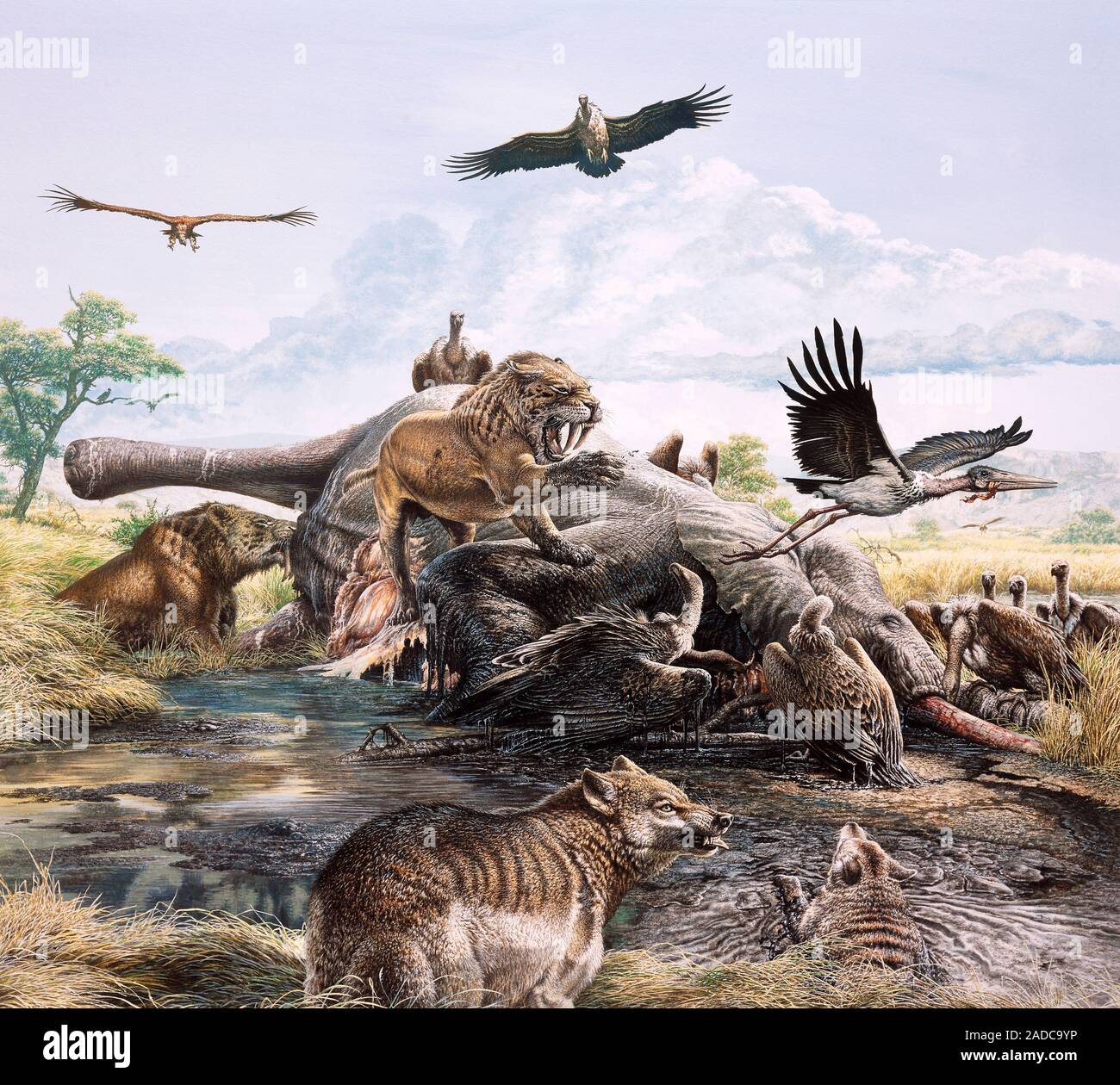 La Brea Tar Pits. Illustration of prehistoric animals becoming trapped ...