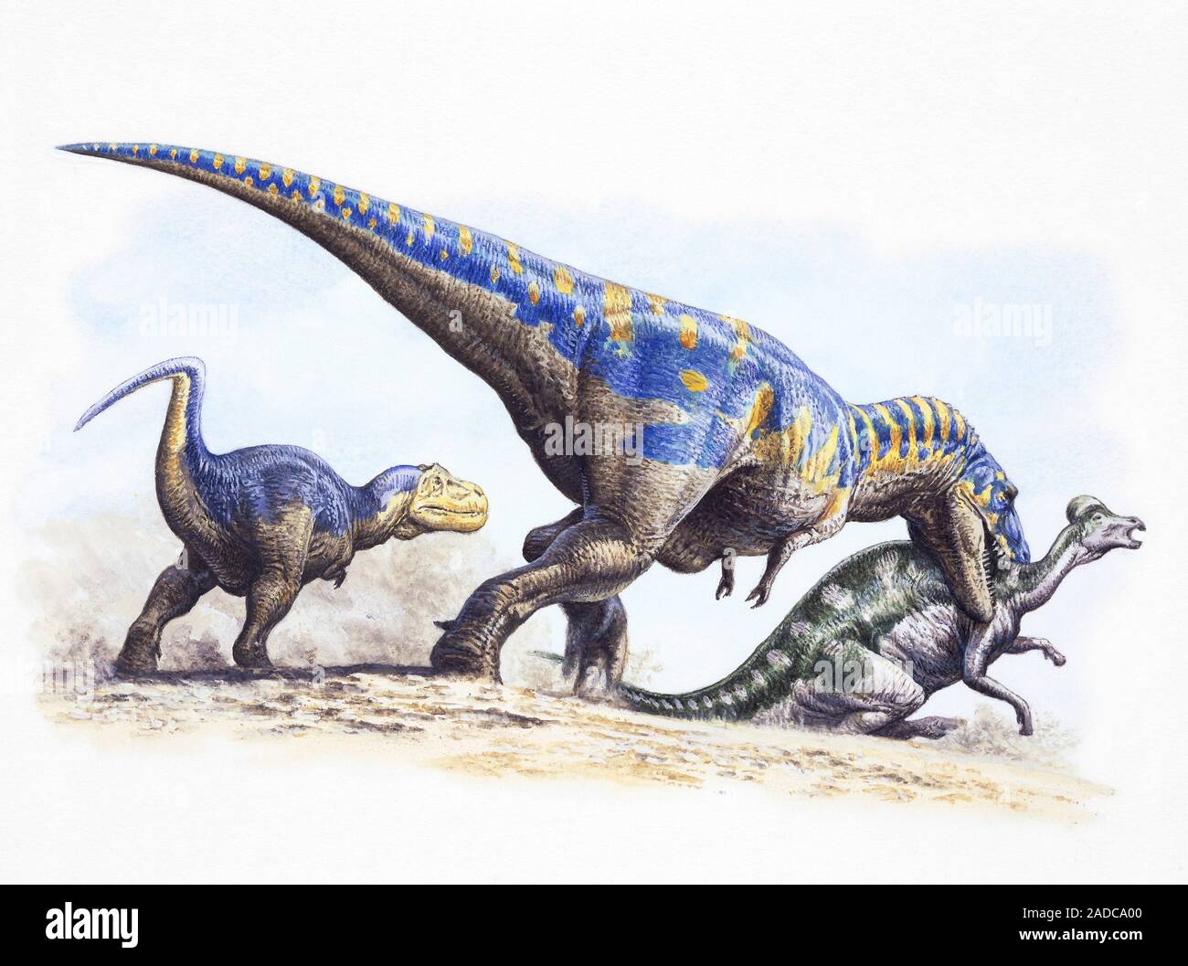 Tyrannosaurus rex hunting. Illustration of a direct attack by a ...