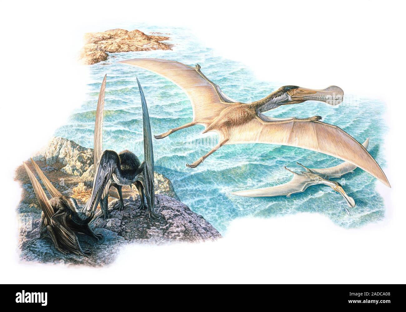 Ornithocheirus pterosaur, illustration. Ornithocheirus was a flying ...