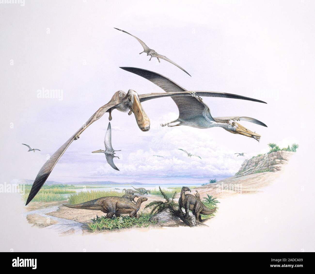 Istiodactylus pterosaurs. Illustration of Istiodactylus pterosaurs ...