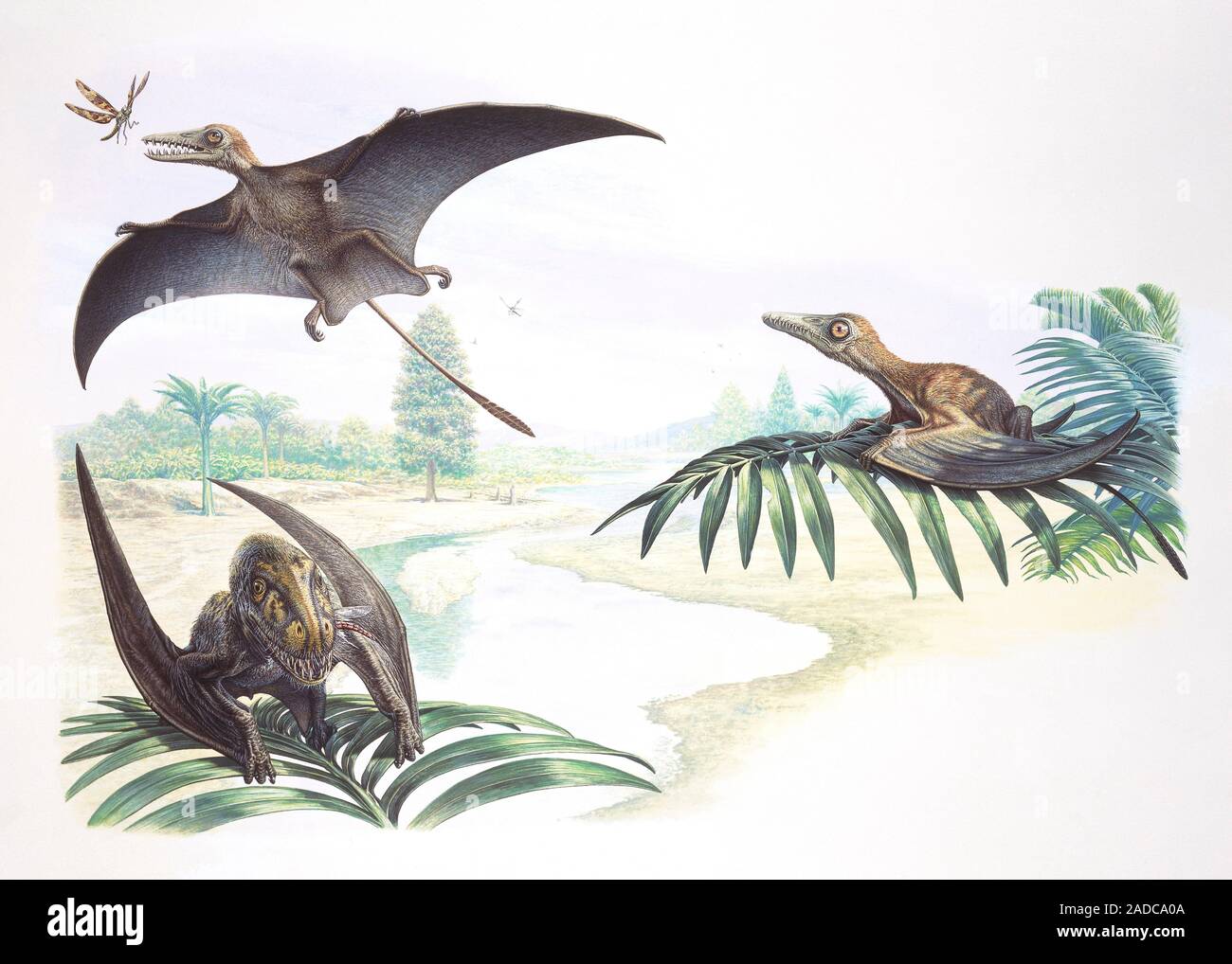 Sordes and Batrachognathus pterosaurs perched on trees and catching an ...