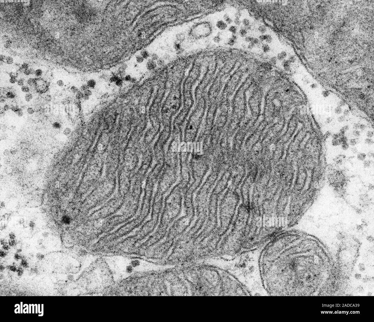Mitochondrion from a heart muscle cell showing numerous cristae ...