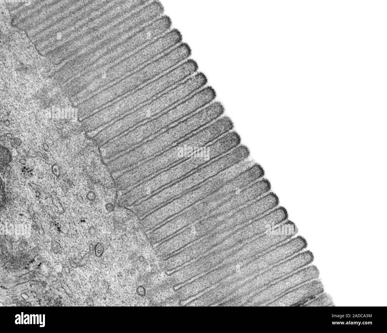 Villus of the small intestine; microvilli are on the surface of an ...