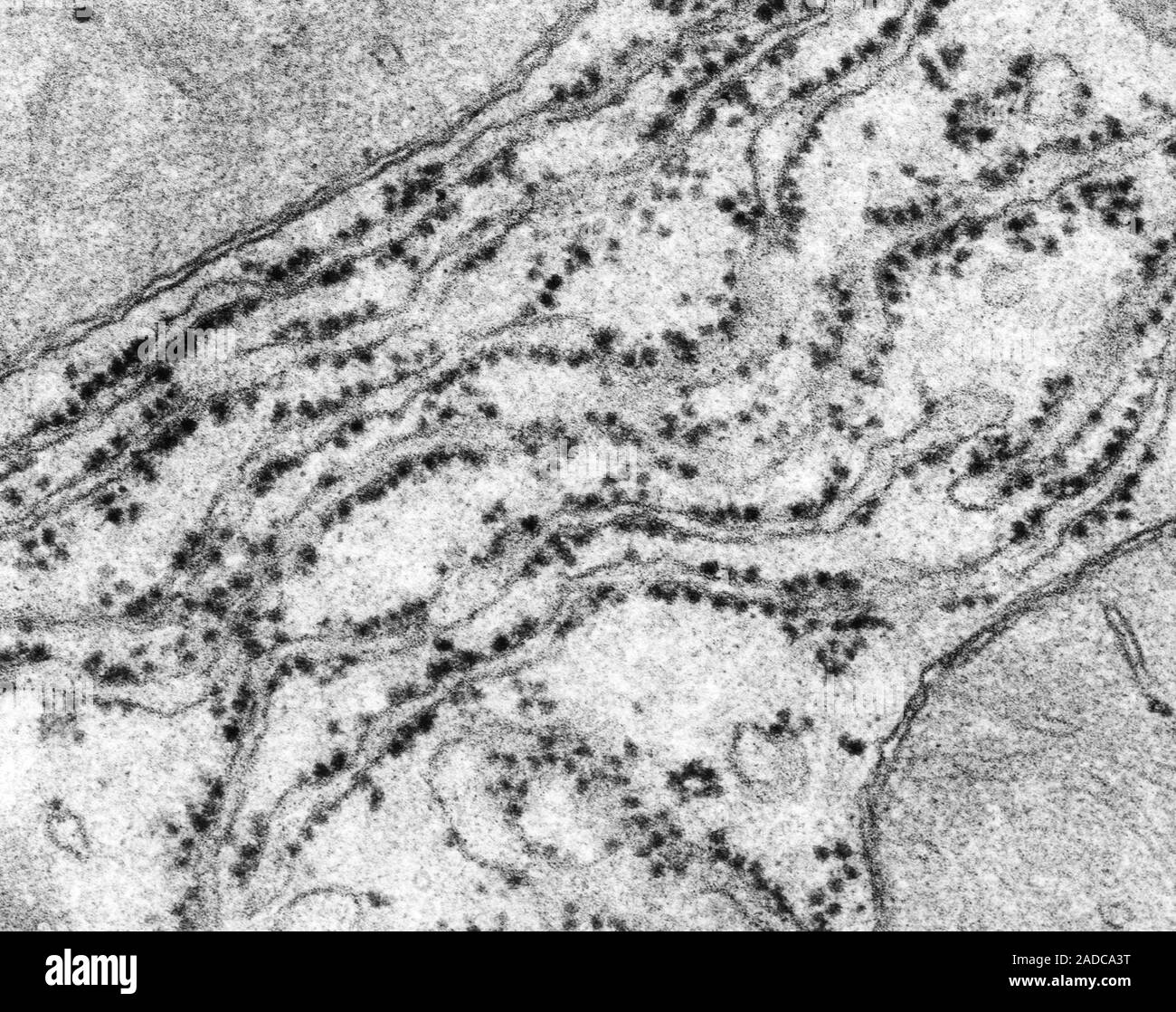 Rough endoplasmic reticulum with numerous ribosomes on cisternae ...