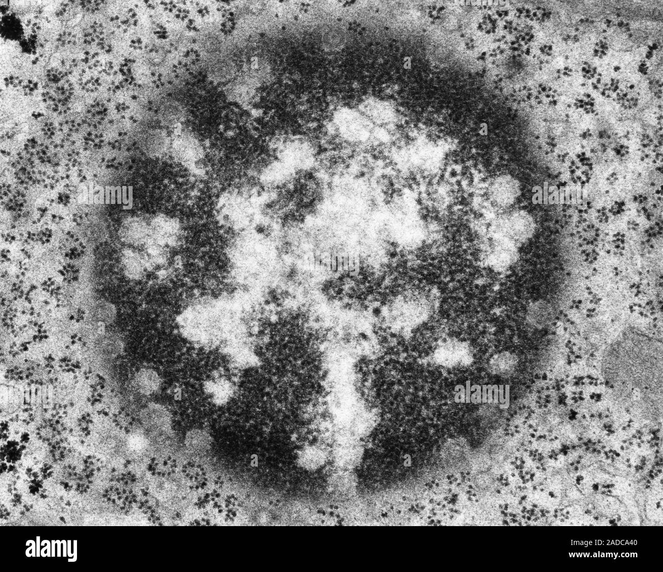 Nucleus with nuclear pores in the nuclear membrane, transmission ...