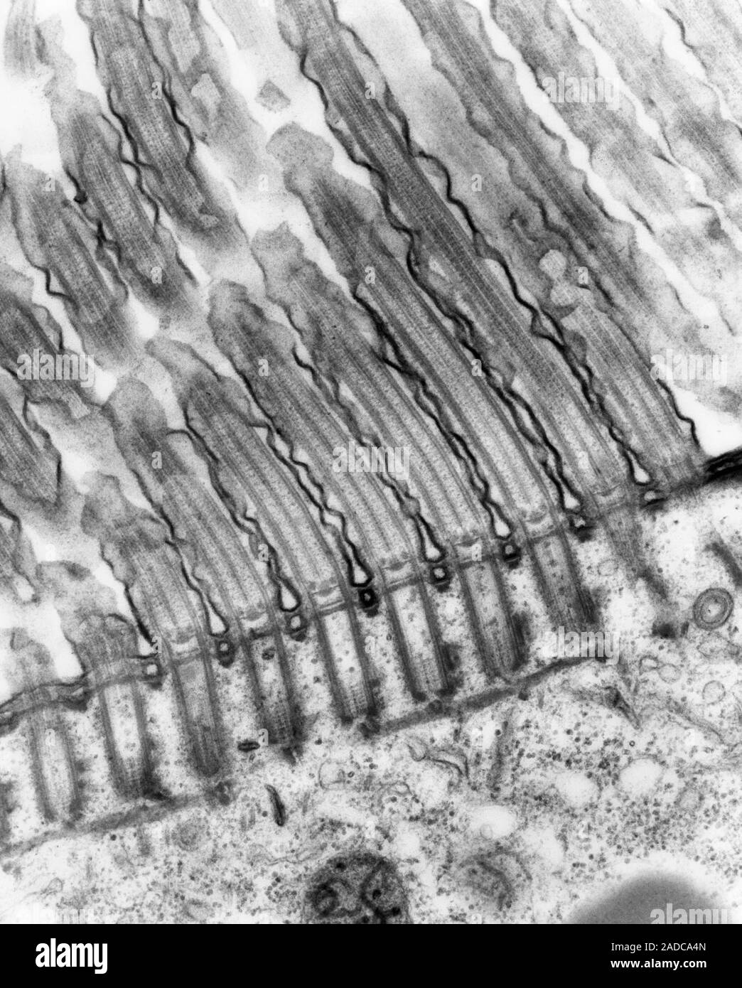 Ciliated fresh water protozoan (Paramecium multimicronucleatum ...