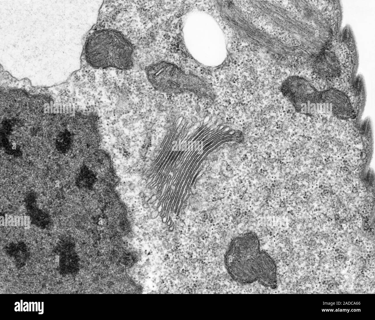 Scanning electron micrograph (TEM) of Euglena gracilis cell pellicle ...