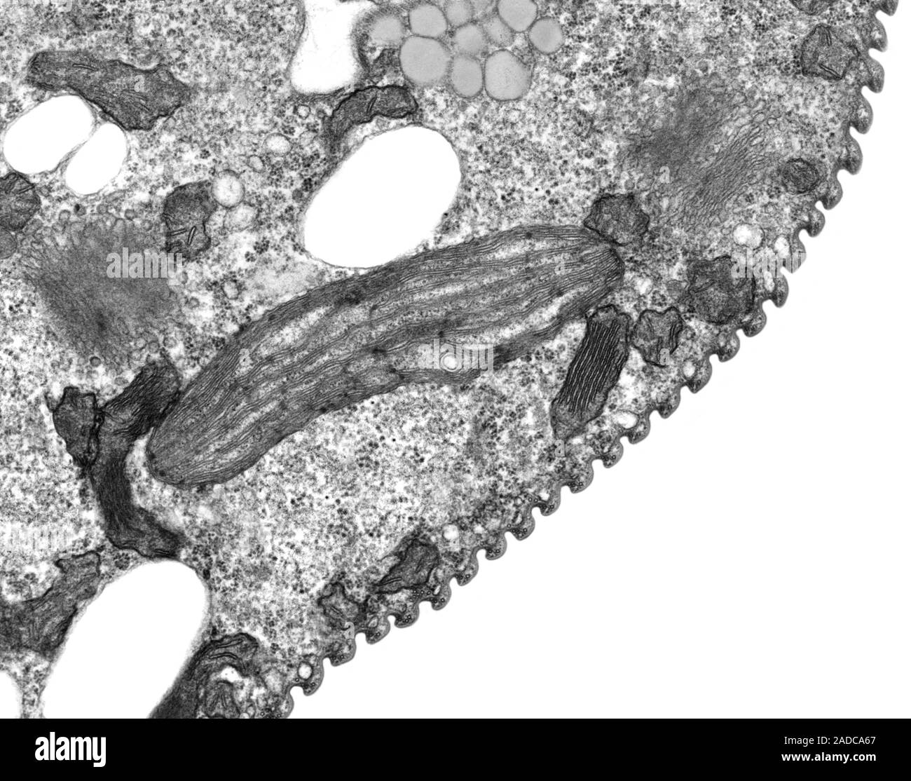 Scanning electron micrograph (TEM) of Euglena gracilis cell pellicle ...