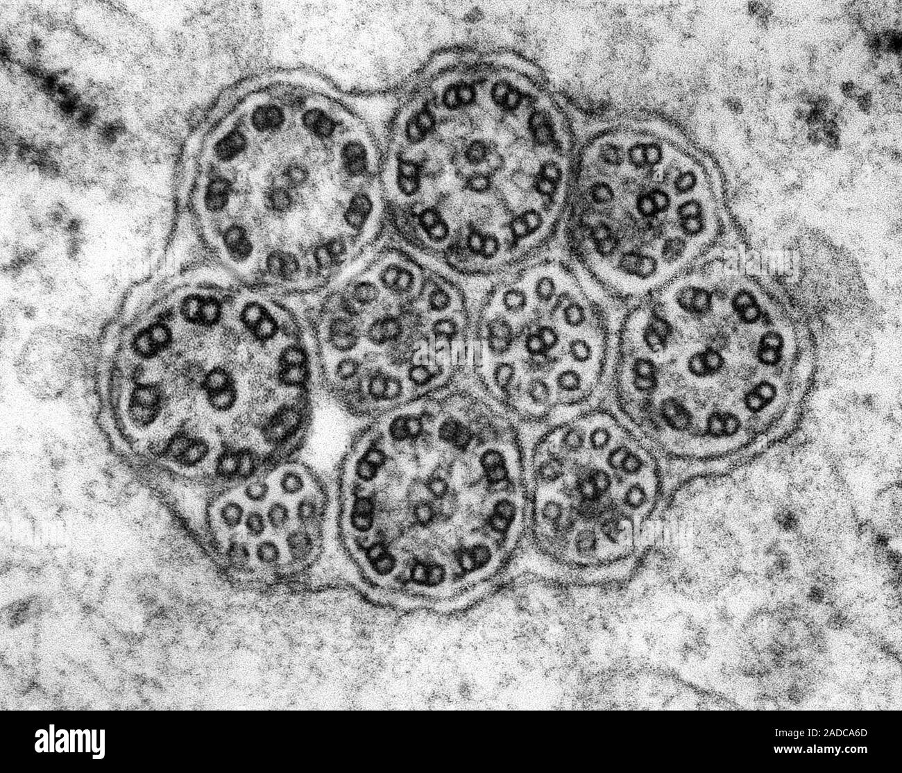 Epithelial cell cilia with microtubules from ciliated epithelia in ...