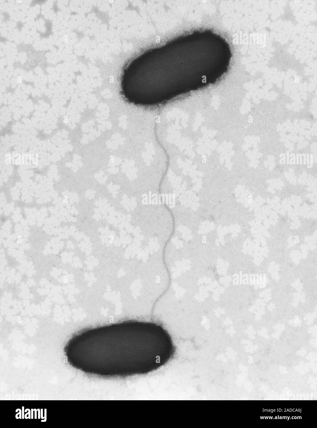 Transmission electron micrograph (TEM) of E. coli strains undergoing ...