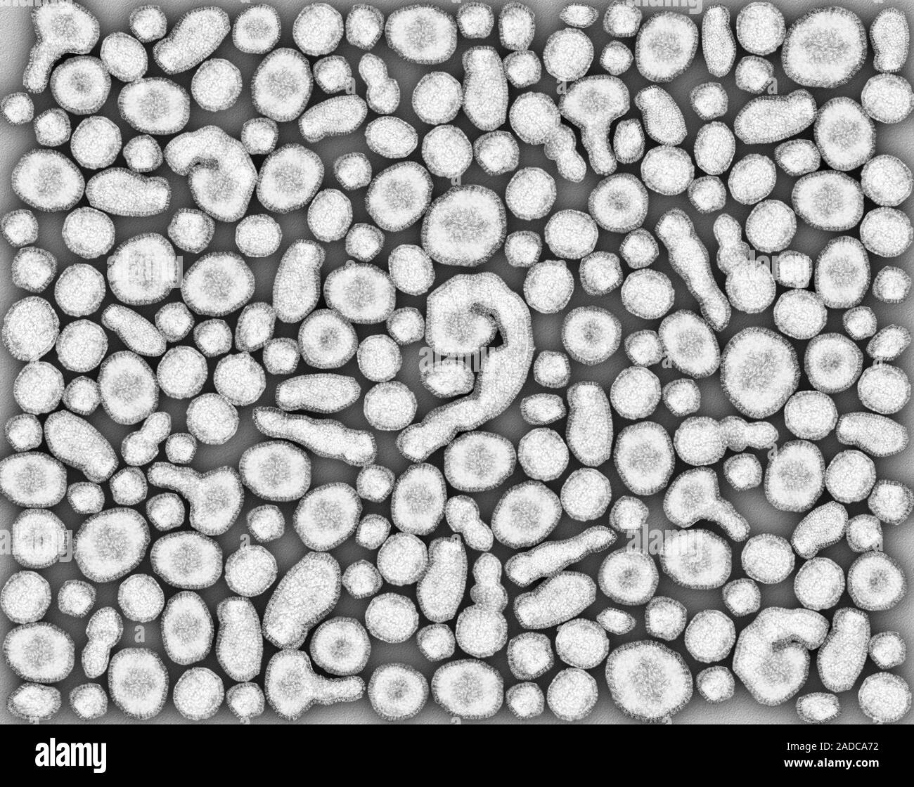 Influenza A virus (RNA virus, Orthomyxoviridae Family), transmission ...