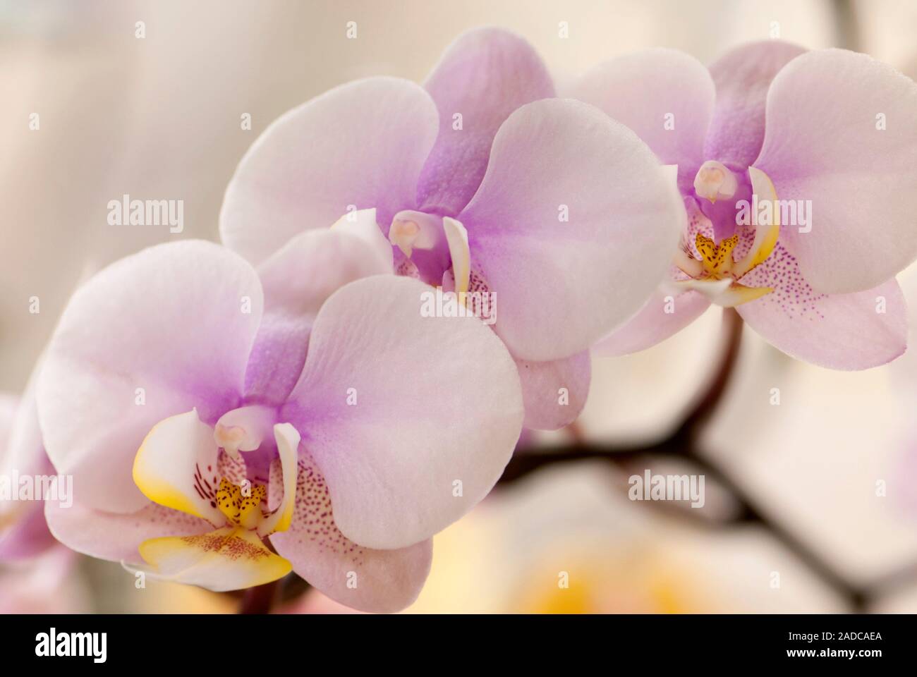 Phalaenopsis Nobby's Amy 'Shih Hua' Stock Photo - Alamy