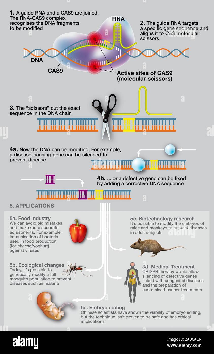 CRISPR-Cas9 gene editing. Diagram of the process that occurs within the ...