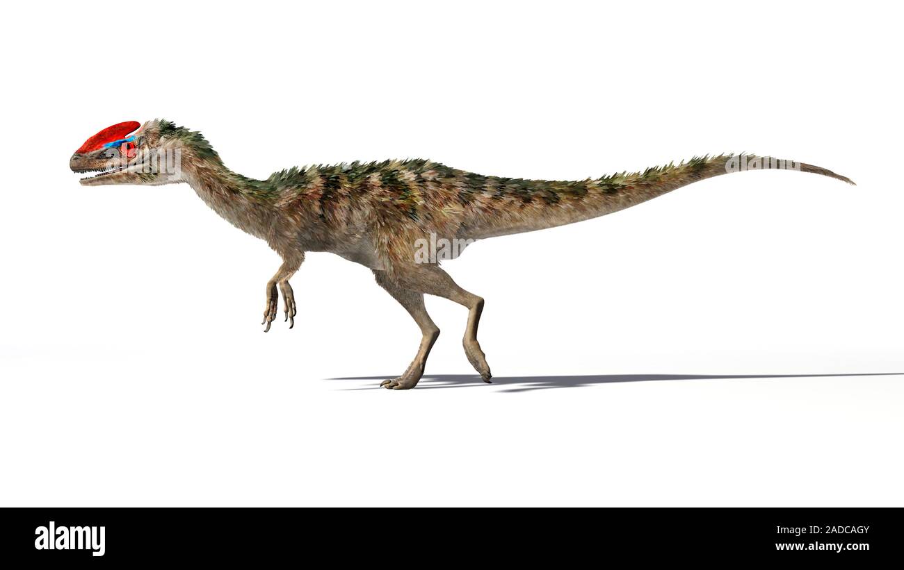 Guanlong Size