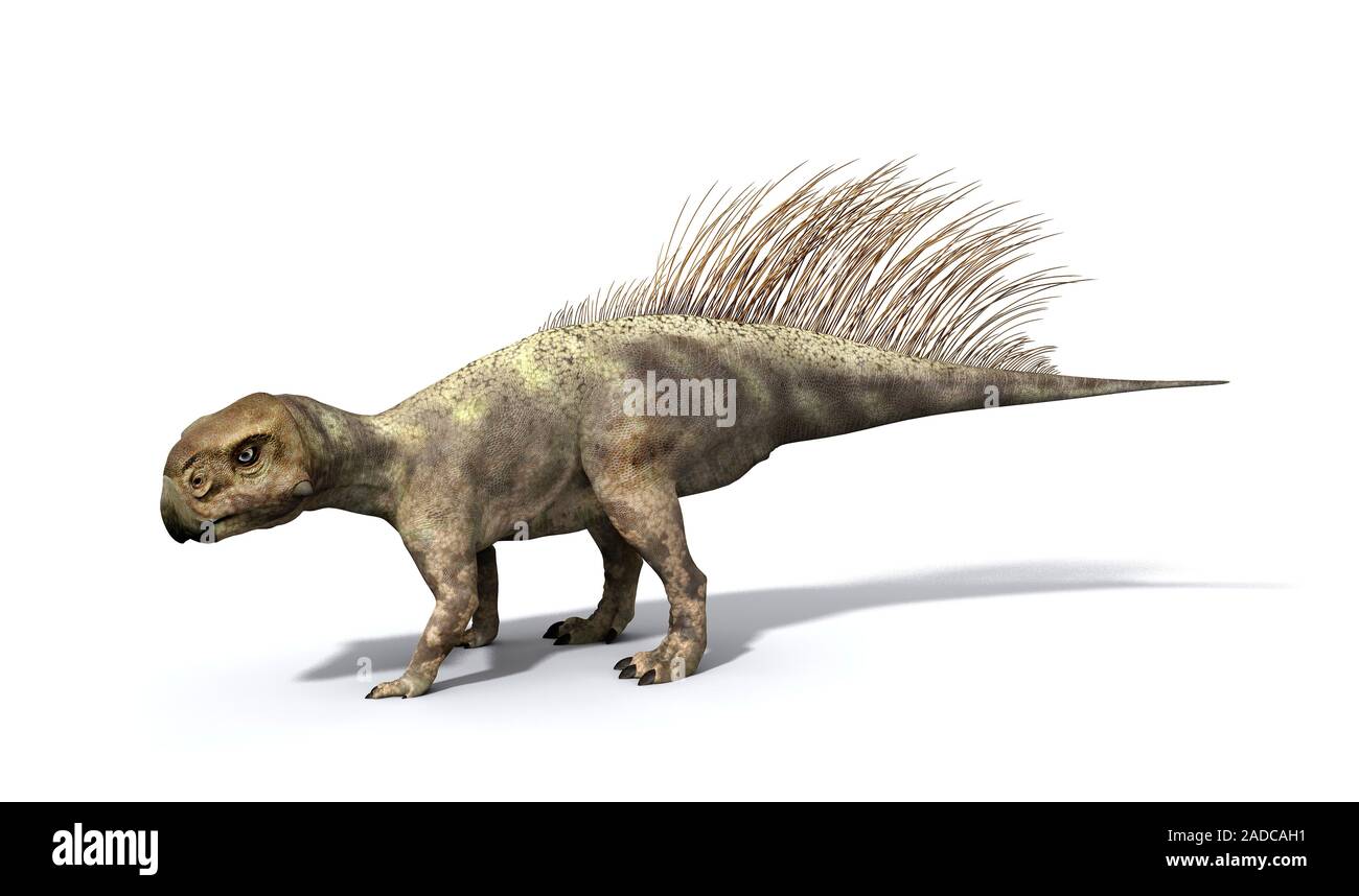 Psittacosaurus dinosaur, illustration. Psittacosaurus dinosaurs were ...