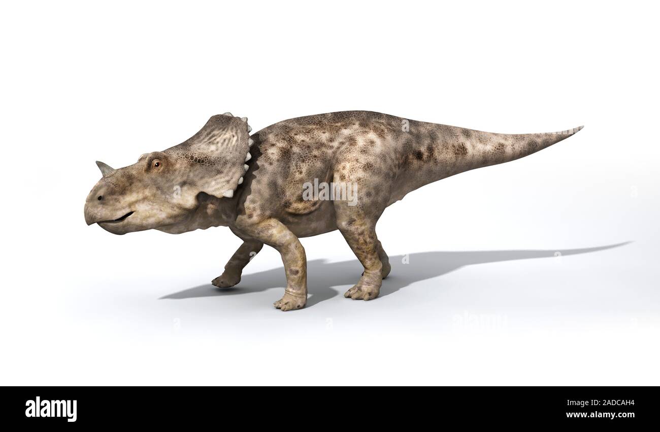 Sinoceratops female dinosaur, illustration. This ceratopsian dinosaur ...