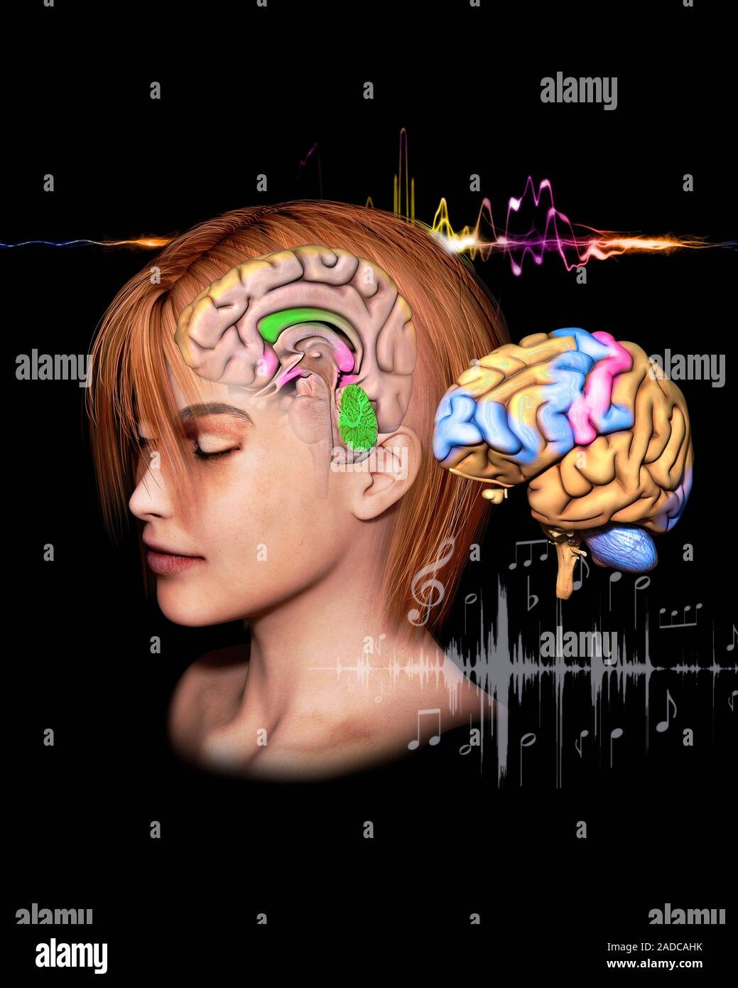 Music and the human brain. Illustration of a human brain in a female ...