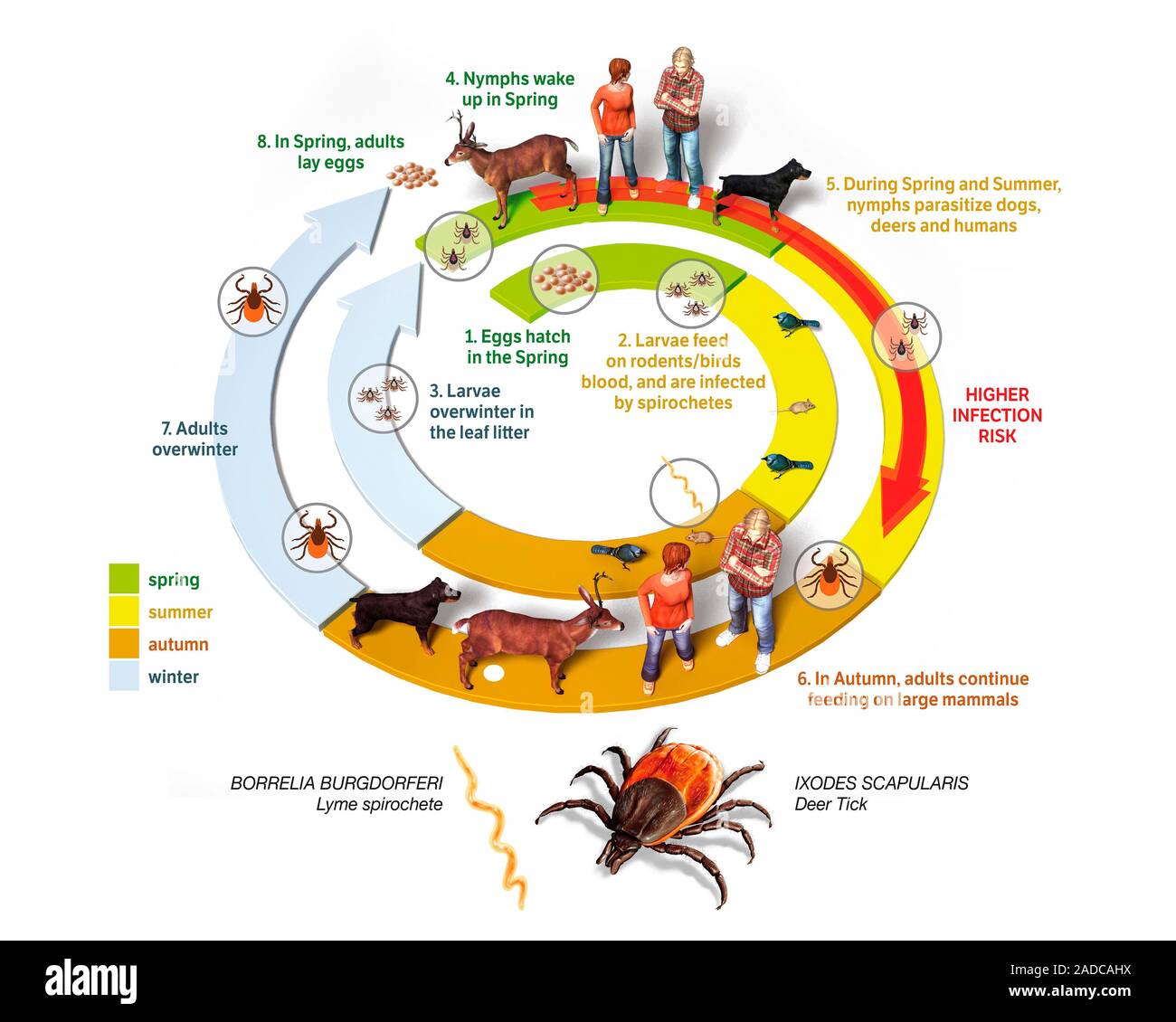 Lyme disease cycle, illustration. Lyme disease is caused by the ...