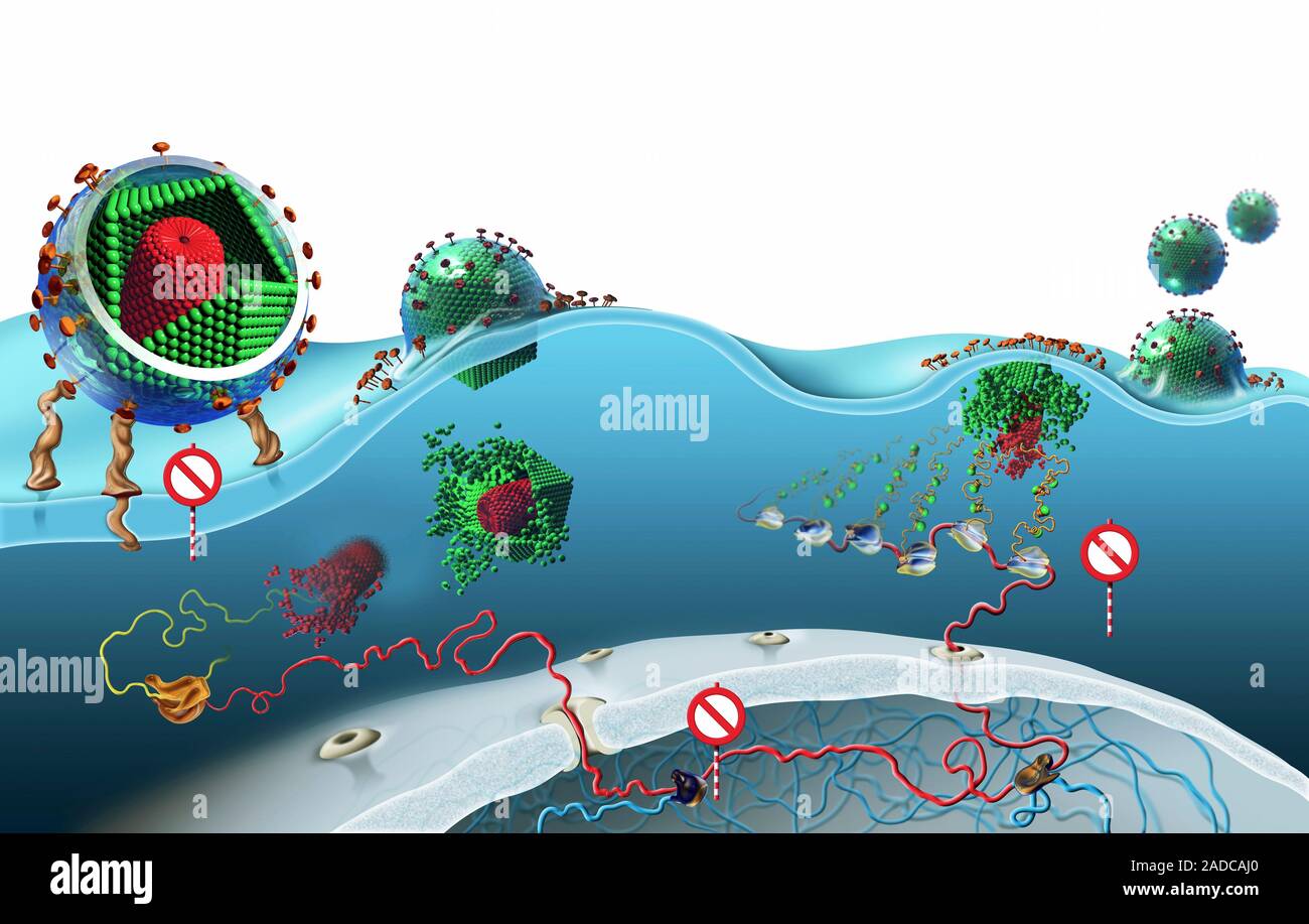 HIV infection cycle and break points. Illustration showing the ...