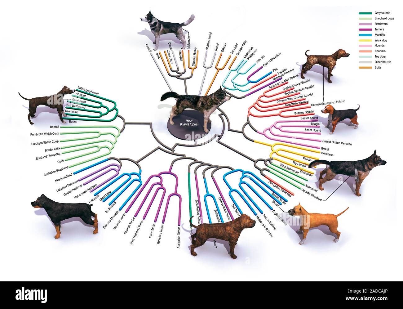 Evolution of dog breeds, illustration. The modern breeds of the ...