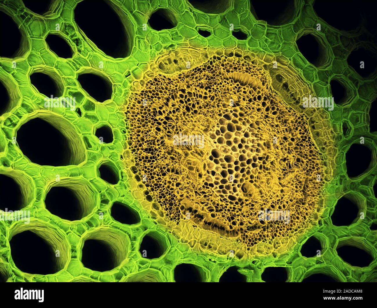 Scanning electron micrograph (SEM) of a cross-section through a ...