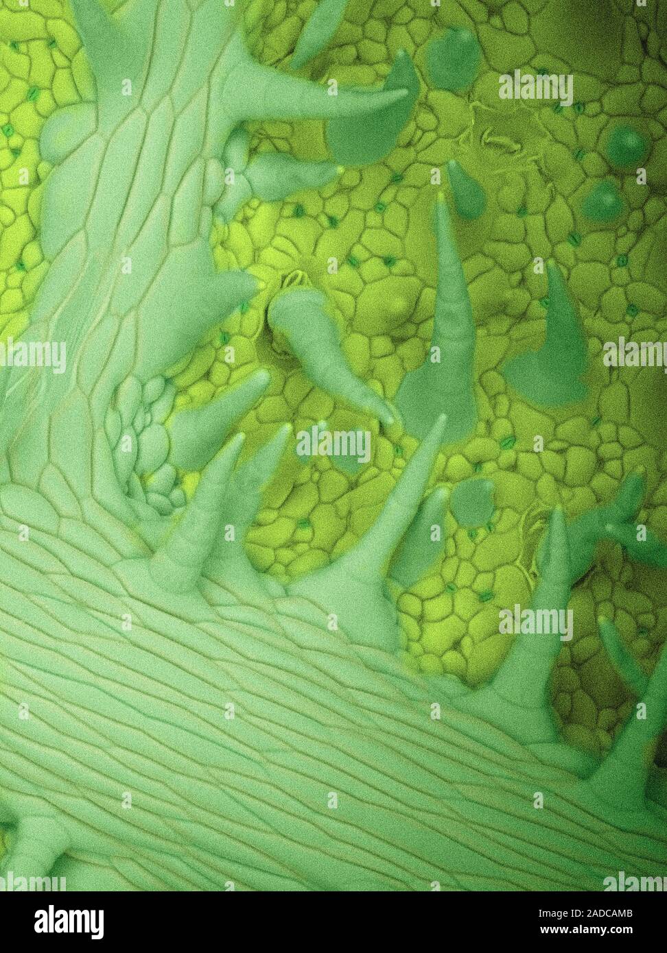 Scanning electron micrograph (SEM) of the underside of a nasturtium ...